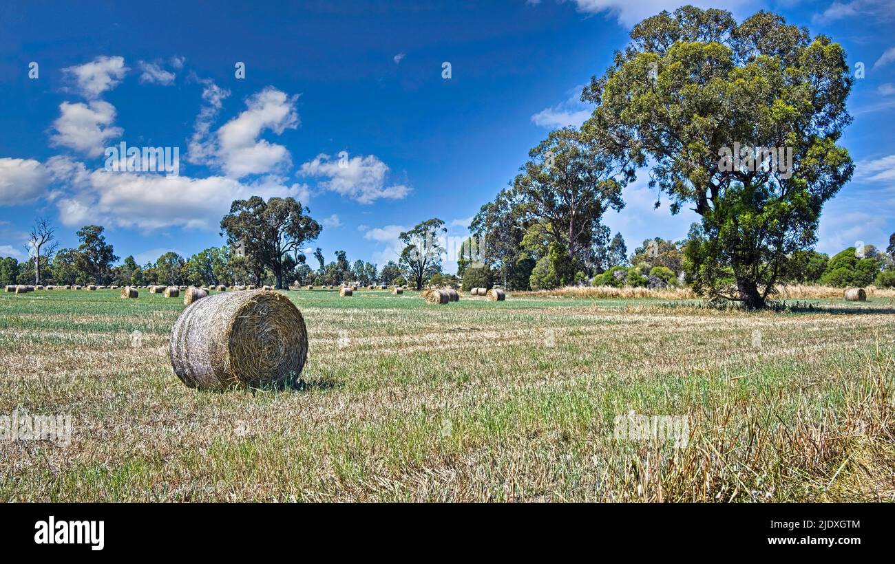Round hay bales in a paddock near Mulwala in New South Wales Australia ...