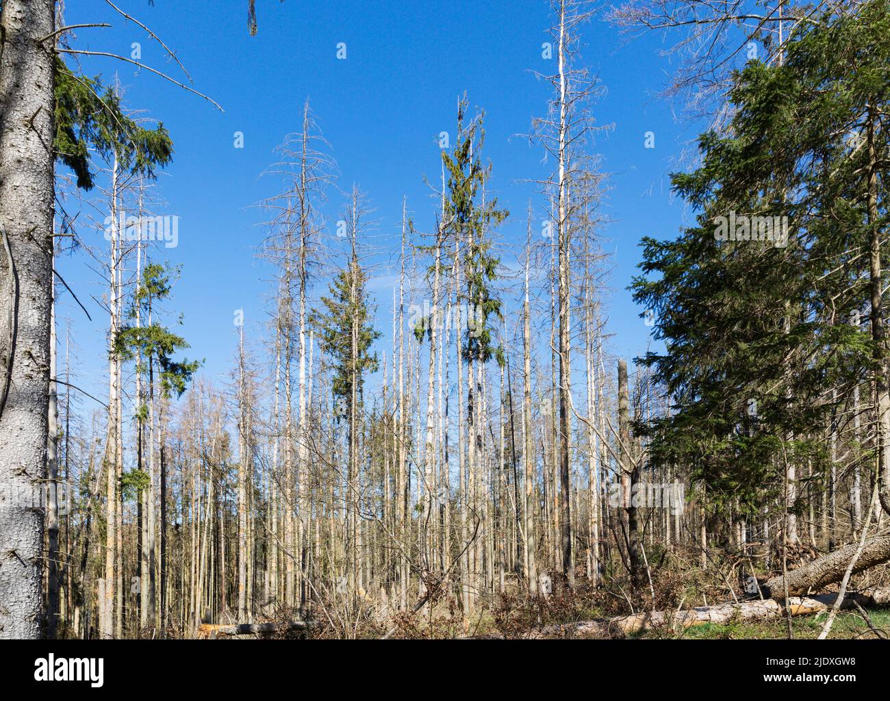 Dead spruce trees damaged by bark beetle infestation Stock Photo - Alamy