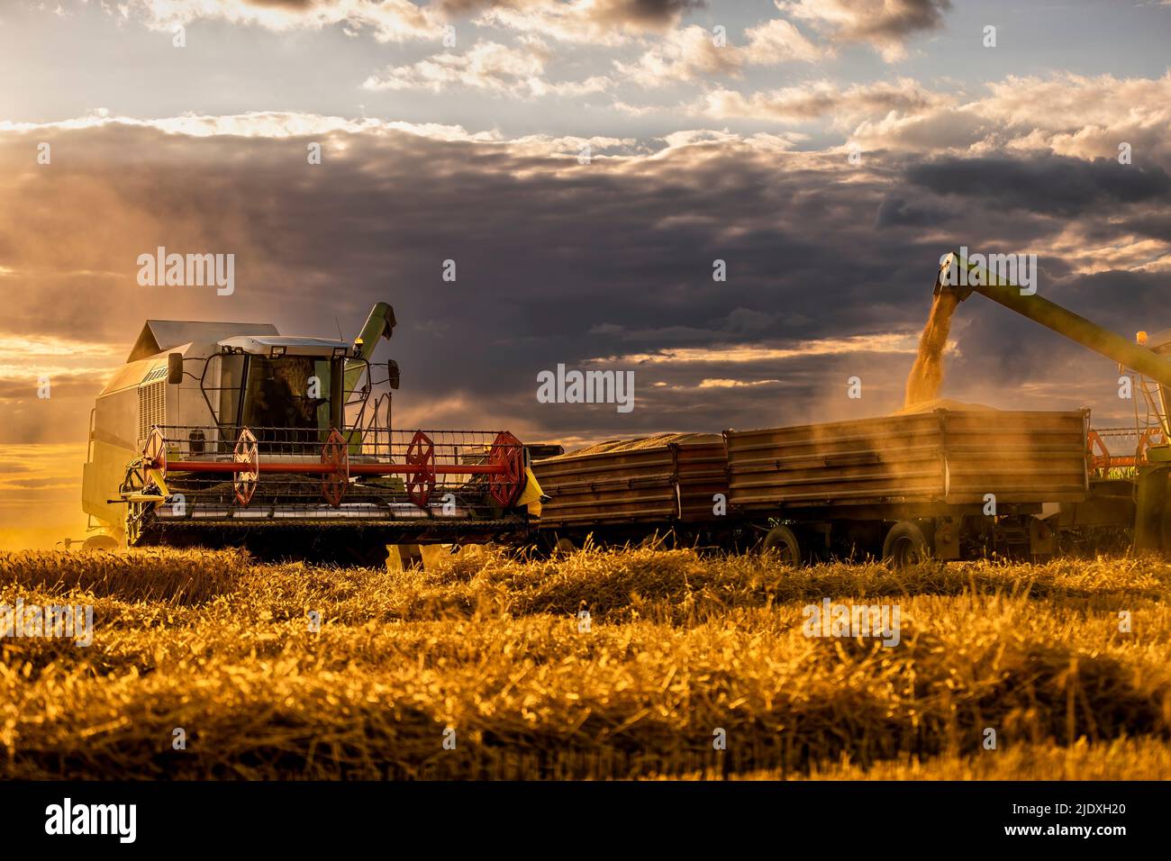 Harvester loading wheat in trailer at sunset Stock Photo - Alamy