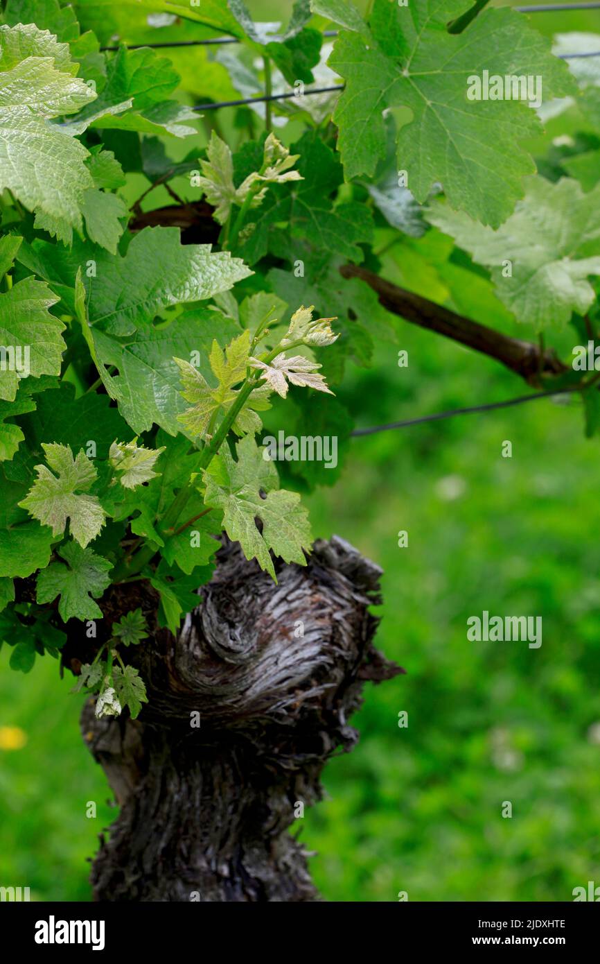 Vines green hi-res stock photography and images - Alamy