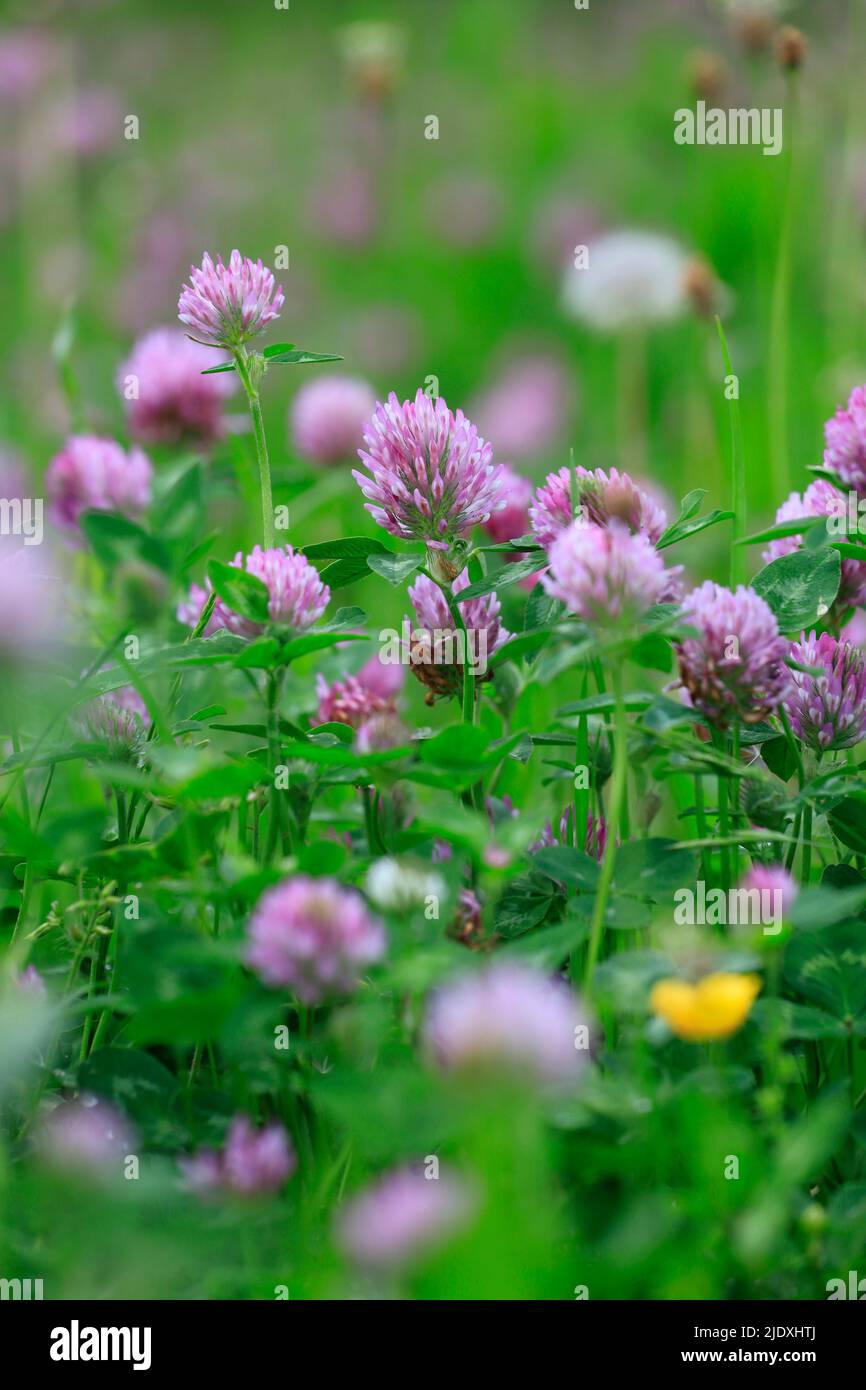 Magenta clover flower hi-res stock photography and images - Alamy