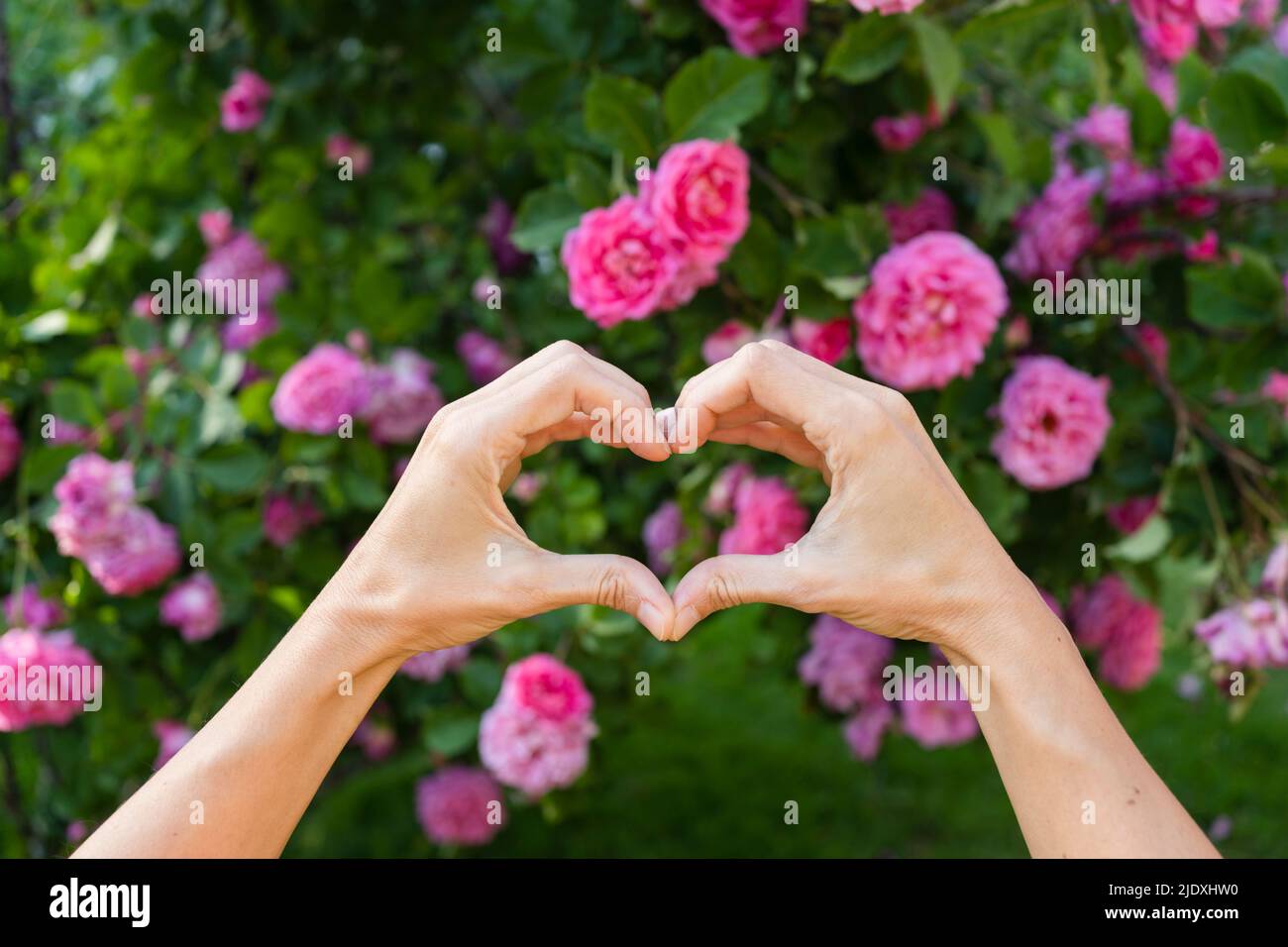 Hands of woman making heart shape in front of pink roses Stock Photo ...