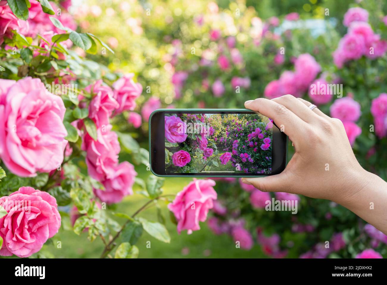 Woman holding pink roses hi-res stock photography and images - Alamy