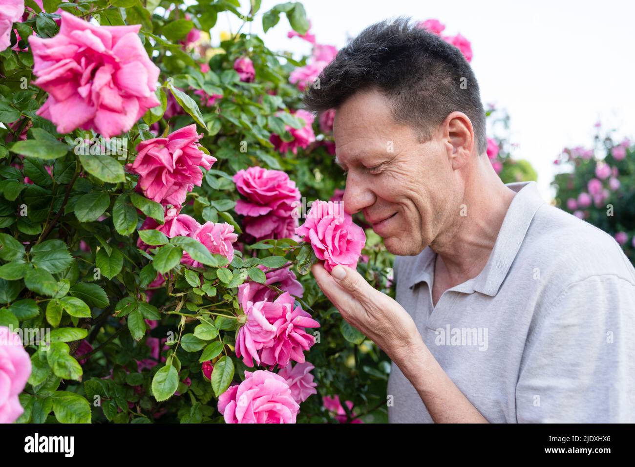 Man smelling pink rose in garden Stock Photo - Alamy