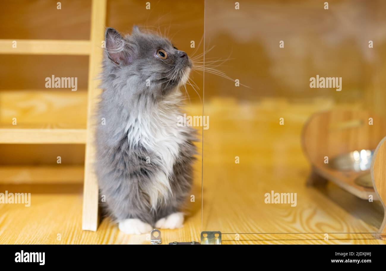 Napoleon cat hi-res stock photography and images - Alamy