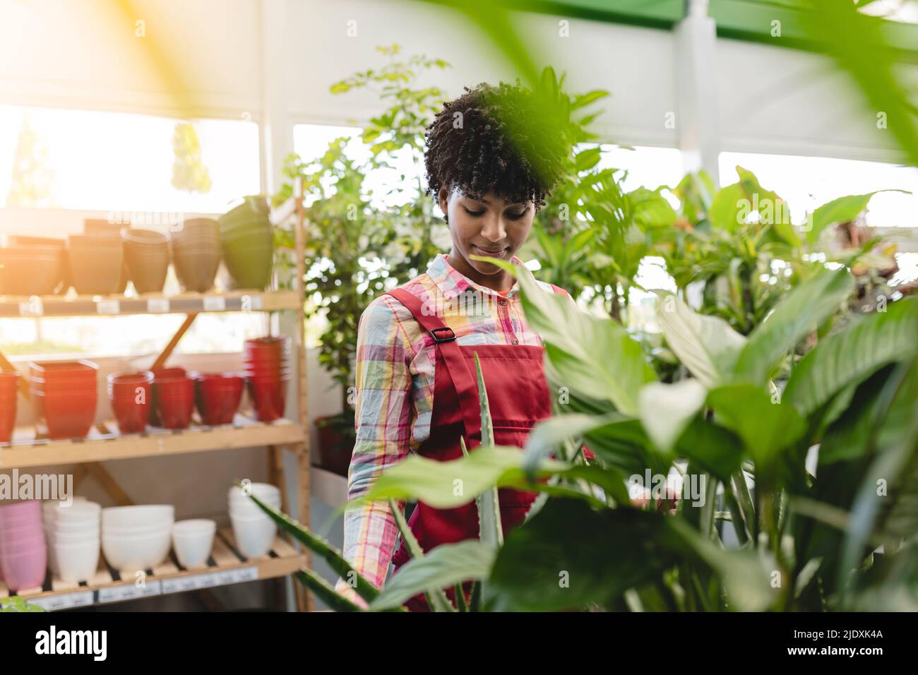 Young gardener standing by plants in nursery Stock Photo - Alamy