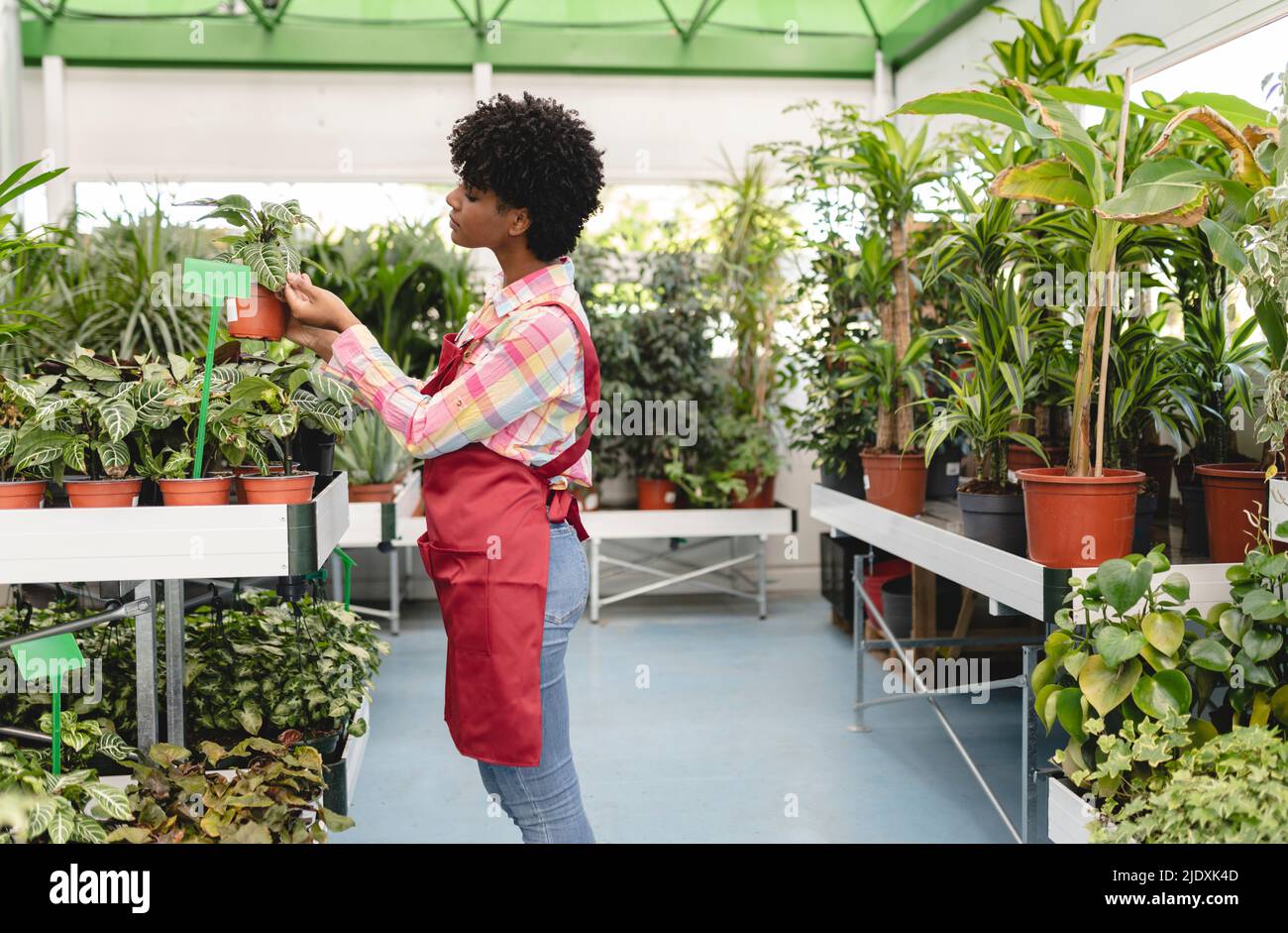 Garden owner examining plants in nursery Stock Photo - Alamy