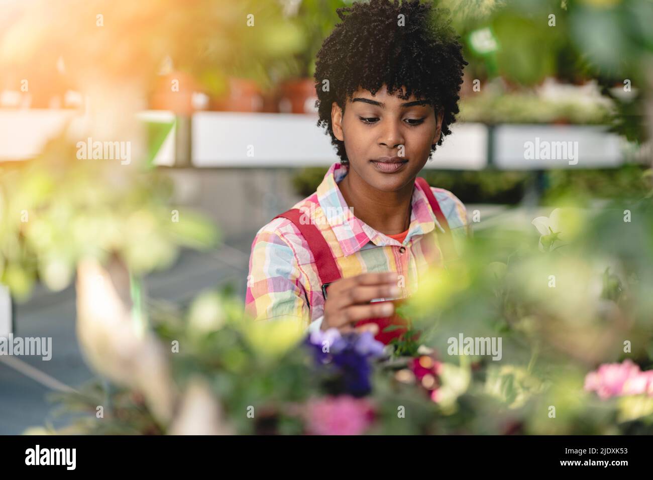 Florist working with plants at nursery Stock Photo - Alamy