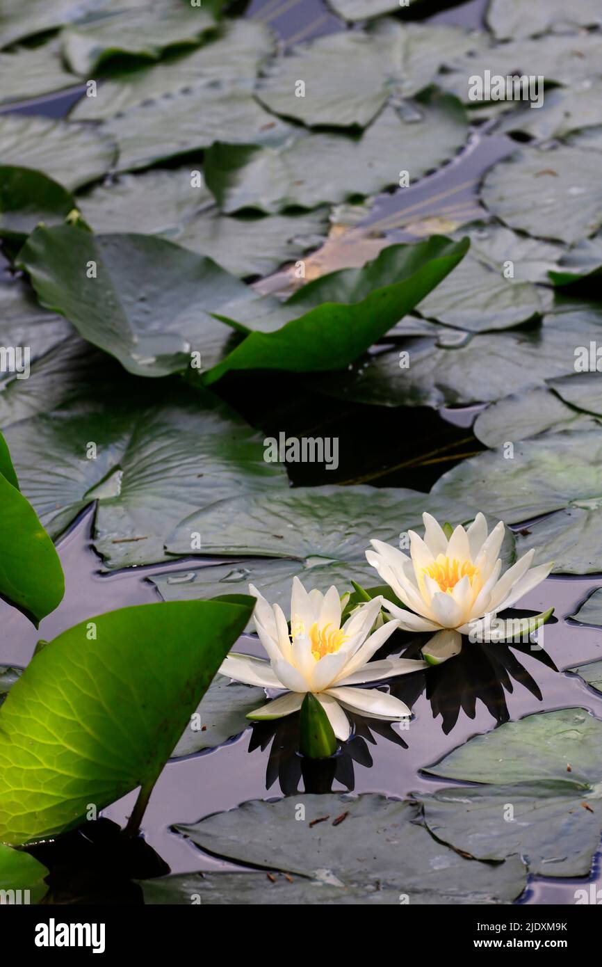 Water lilies floating in pond Stock Photo - Alamy