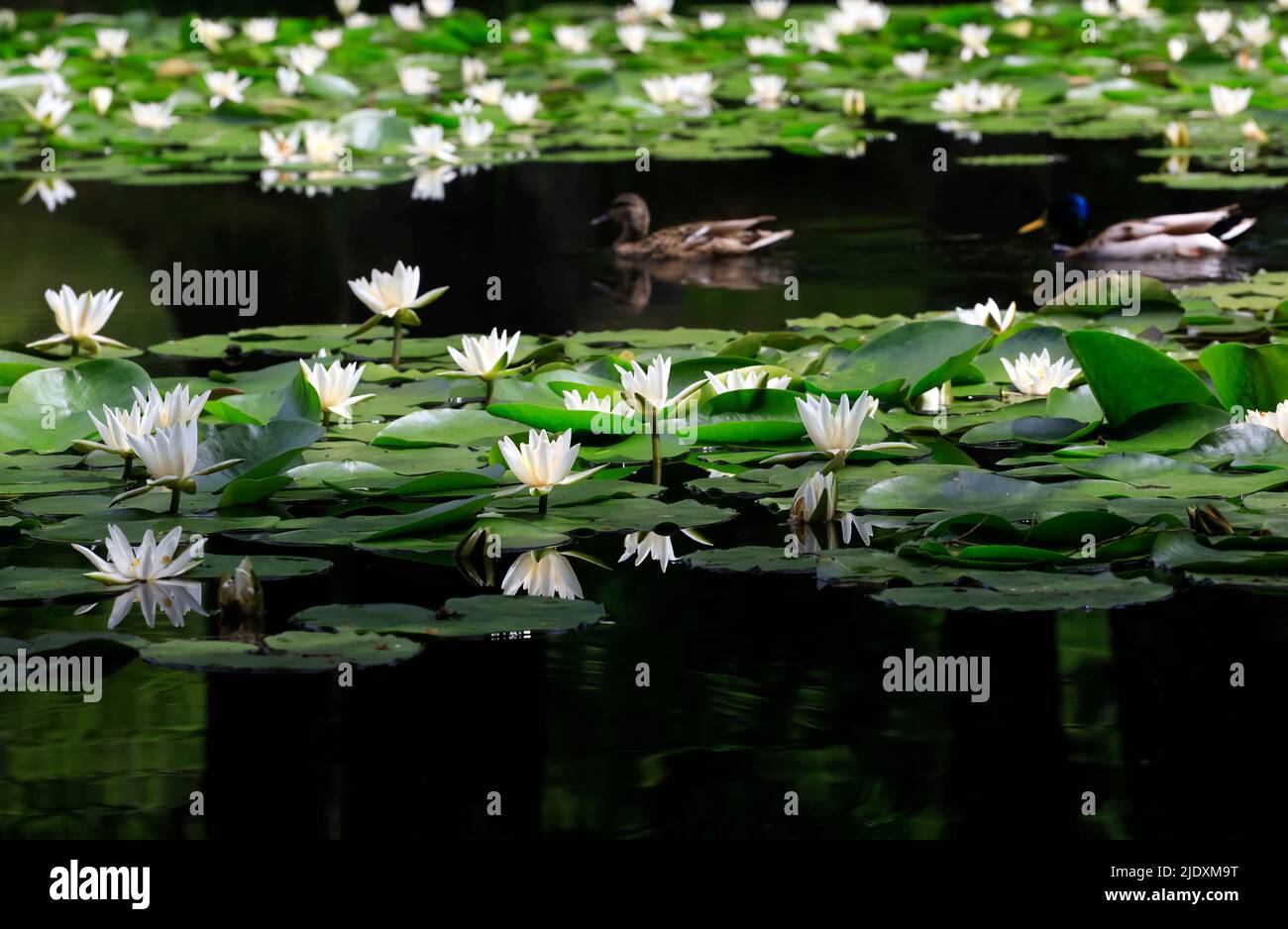 Water lilies floating in pond Stock Photo - Alamy
