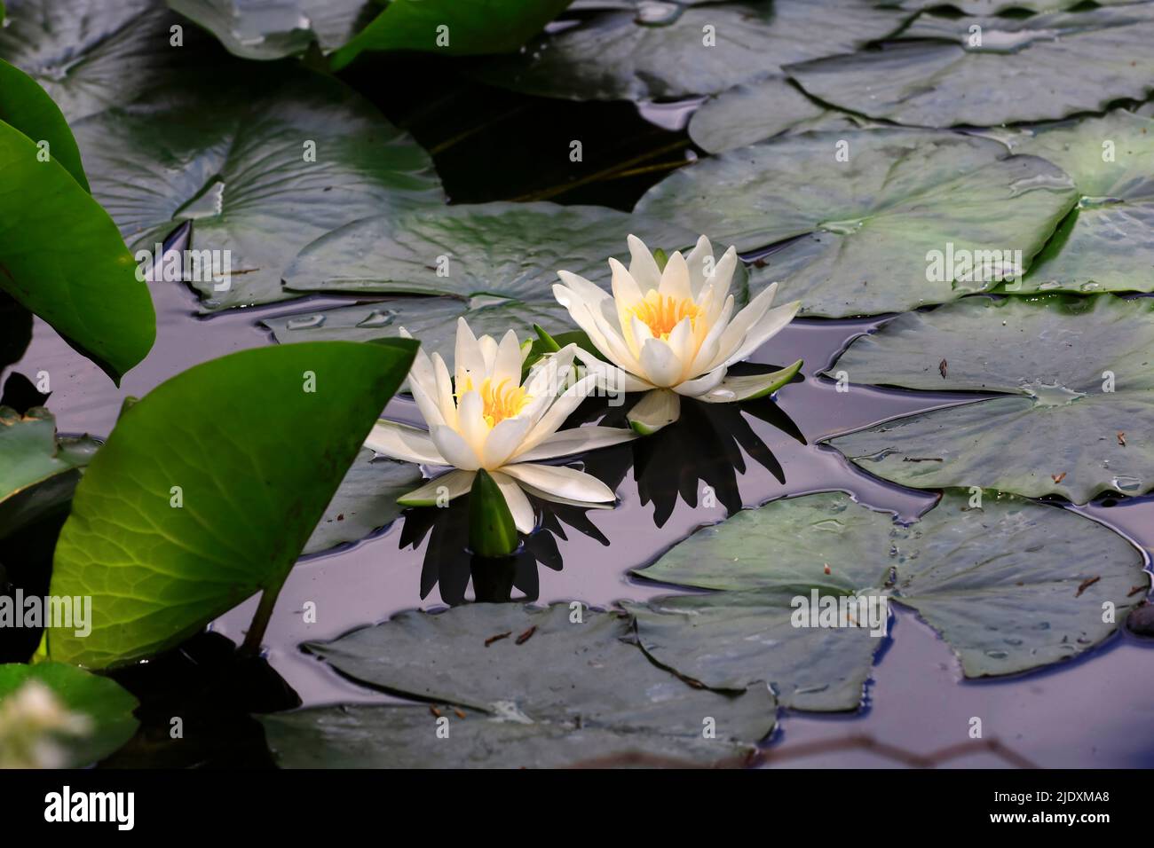 Water lilies floating in pond Stock Photo - Alamy