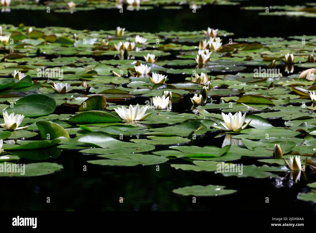 Water lilies floating in pond Stock Photo - Alamy