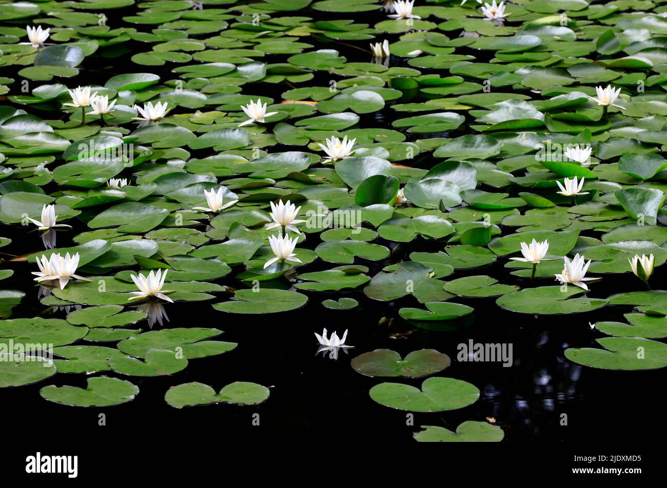Diy Water Lilies Floating Pot For Pond at Maria Spillman blog