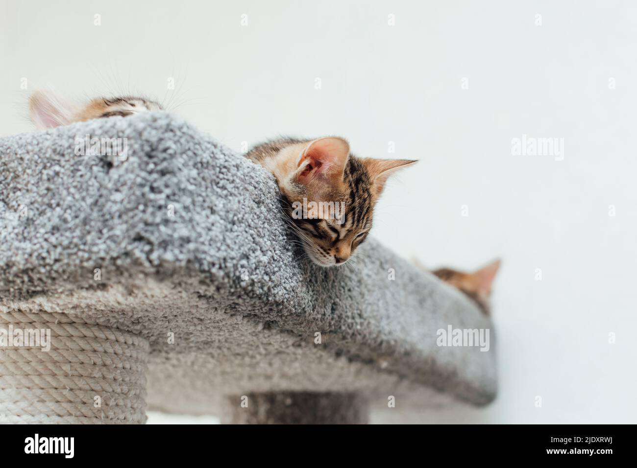 Two young cute bengal kittens laying on a soft cat's shelf of a cat's ...