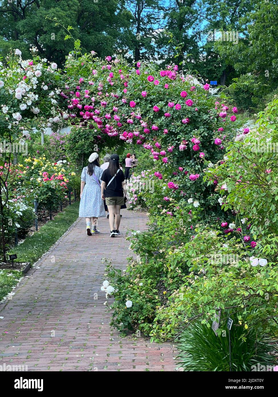 Cranford Rose Garden At The Brooklyn Botanic Garden In Brooklyn New York With Over 1000 