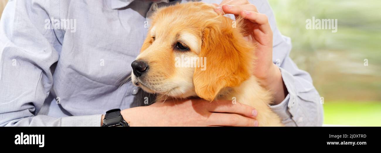 Happy cute puppy resting in the arms of a child, a dream come true ...