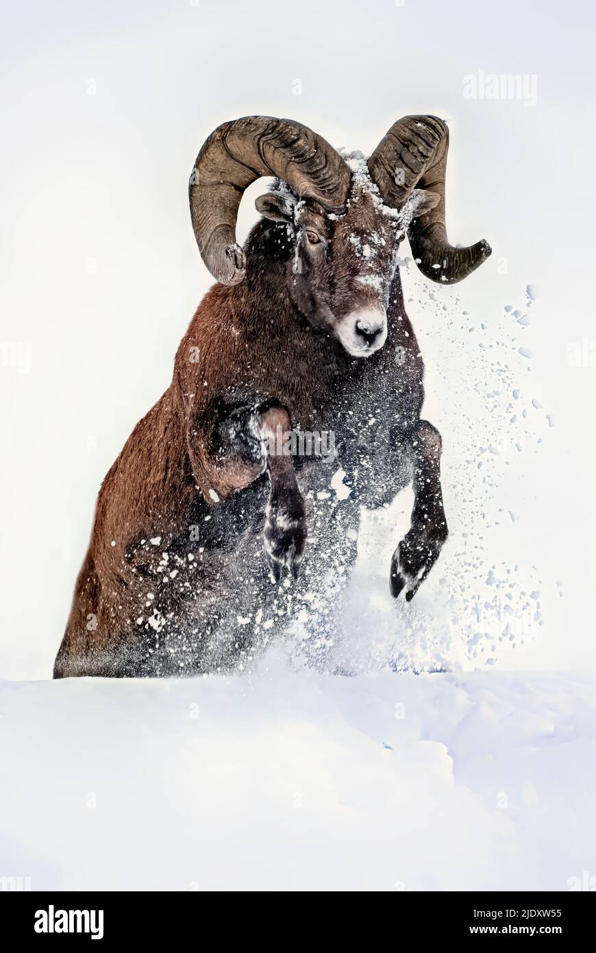An adult Rocky Mountain Bighorn sheep "Ovis canadensis", jumping ...