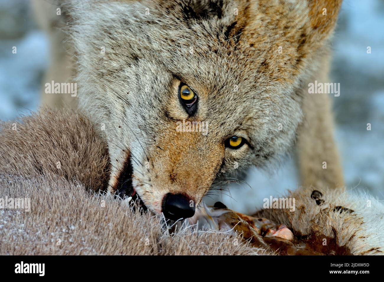 Coyote eating sheep hi-res stock photography and images - Alamy