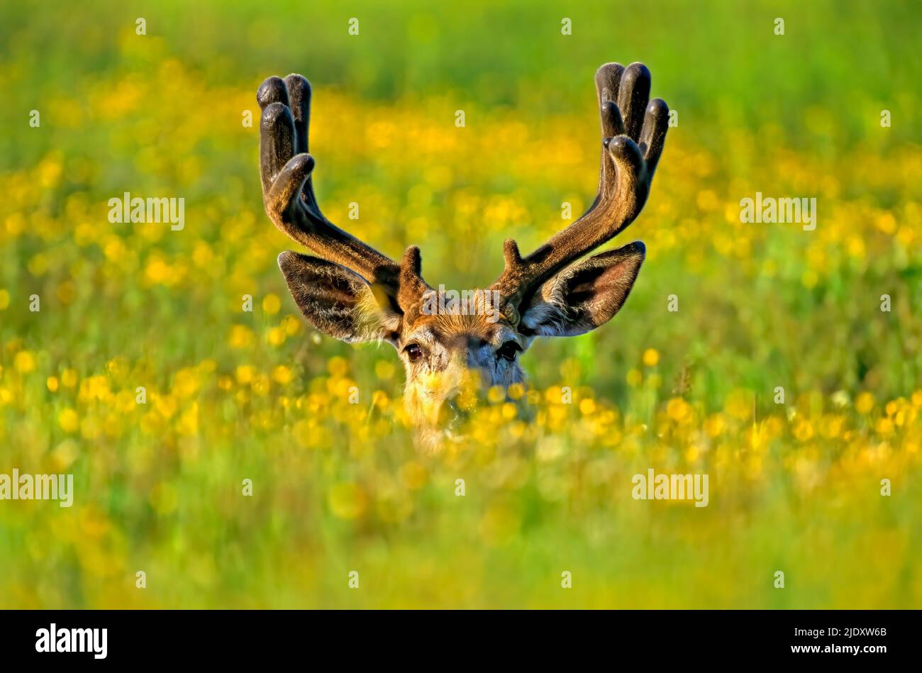 A mule deer buck "Odocileus hemionus", with soft velvet antlers peaking ...