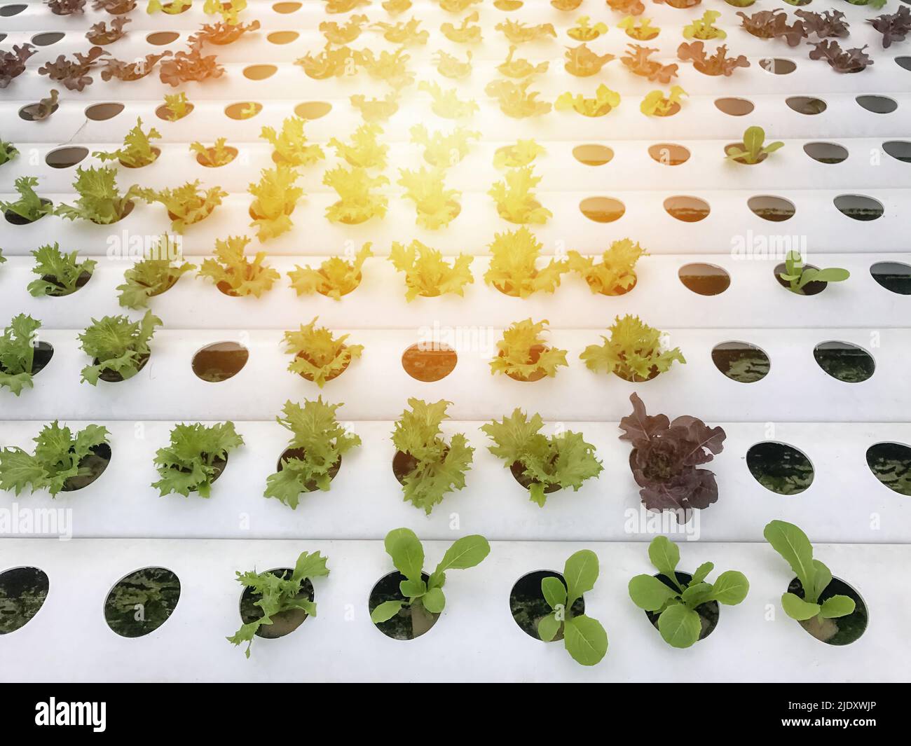 Hydroponics Organic vegetables Farms in Thailand Stock Photo - Alamy