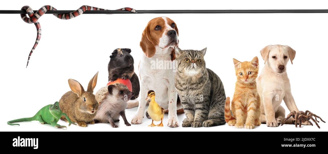 Set of many different animals isolated on white Stock Photo - Alamy