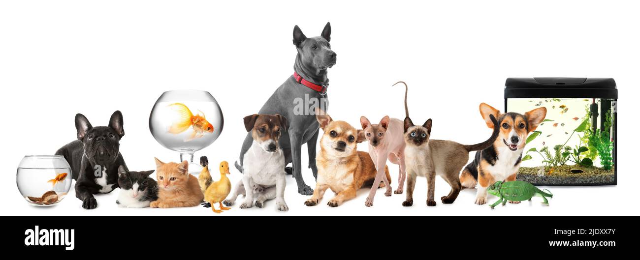 Set of many different animals isolated on white Stock Photo - Alamy