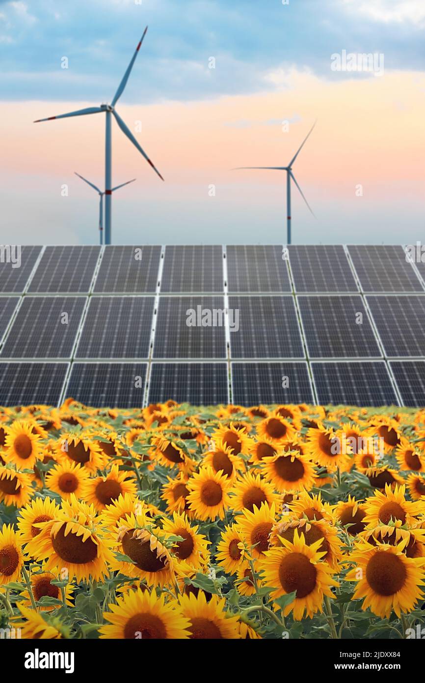 Modern solar panels and windmills for electric power with sunflower ...
