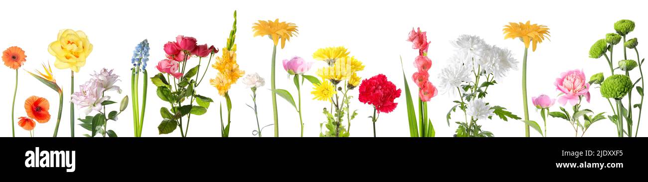 Set of different beautiful flowers isolated on white Stock Photo - Alamy