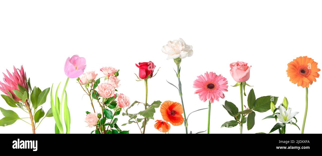 Set of different beautiful flowers isolated on white Stock Photo - Alamy