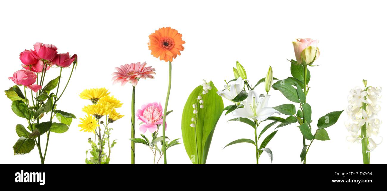 Set of different beautiful flowers isolated on white Stock Photo - Alamy