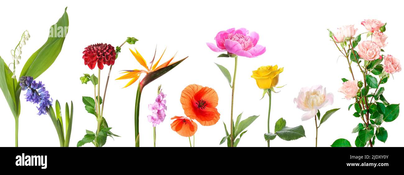 Lily roses and many flowers hi-res stock photography and images - Alamy