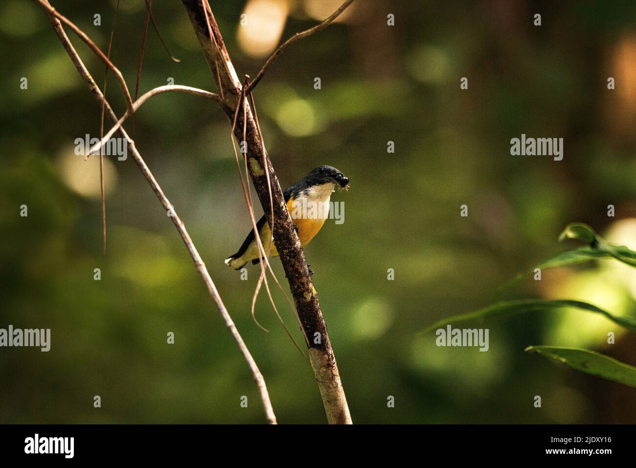 Pics of birds hi-res stock photography and images - Alamy