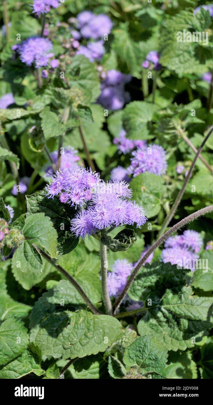 Beautiful flowers of Ageratum houstonianum also known as Bluemink ...