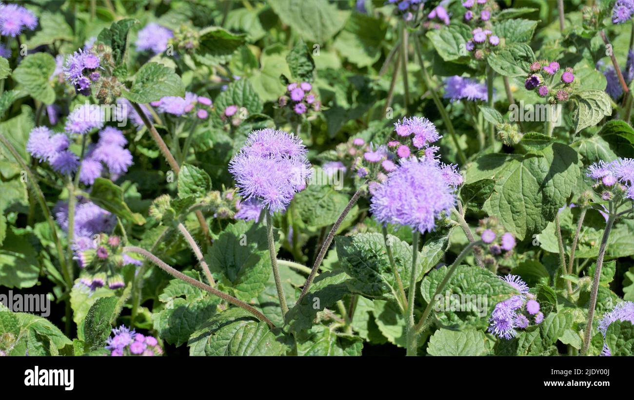 Beautiful flowers of Ageratum houstonianum also known as Bluemink ...