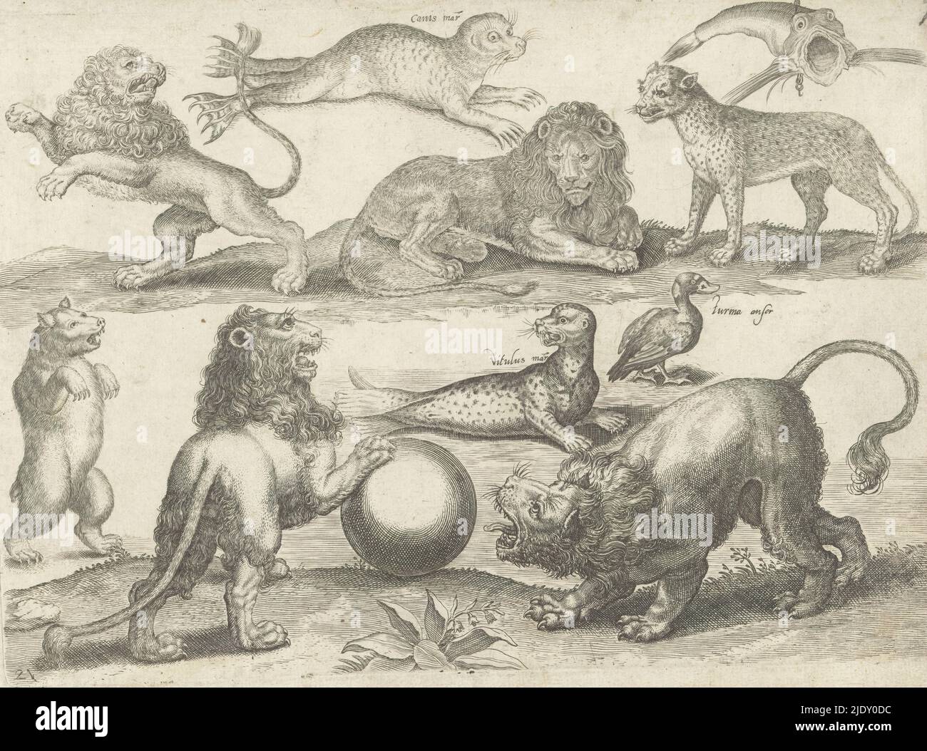 Study sheet with drawing examples: various animals, Drawing examples ...