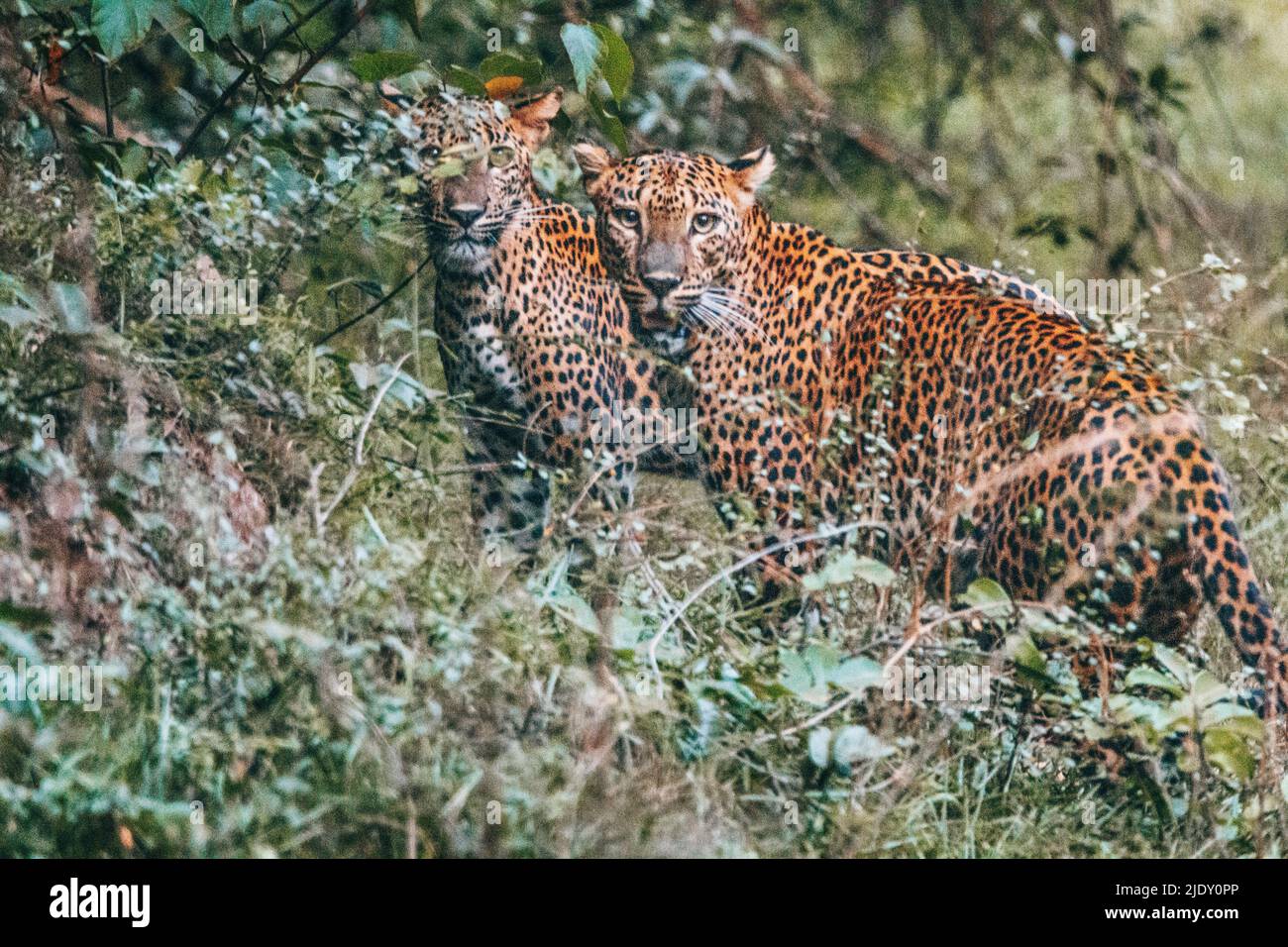 Leopards lovers hi-res stock photography and images - Alamy