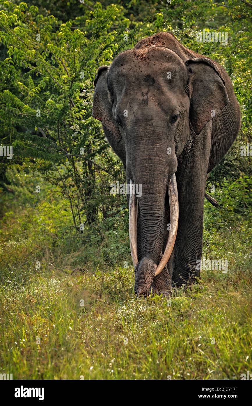 Sri Lankan Tuskers and elephants in the wild Stock Photo - Alamy