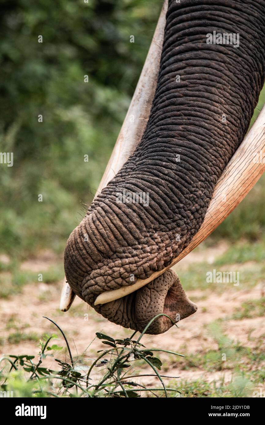 Sri lankan tuskers hi-res stock photography and images - Alamy