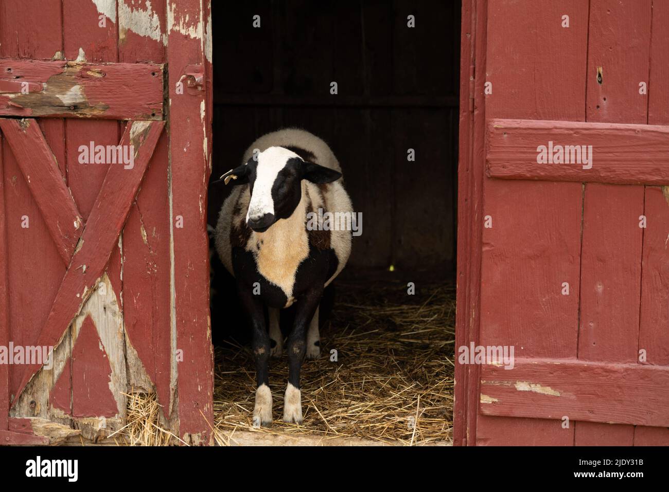Cute sheep stands at an open barn door, Farm background Stock Photo - Alamy