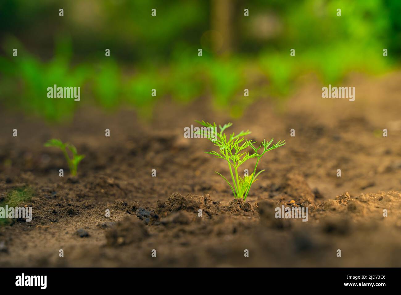 The first sprout of a carrot close-up grows in the soil. Growing ...