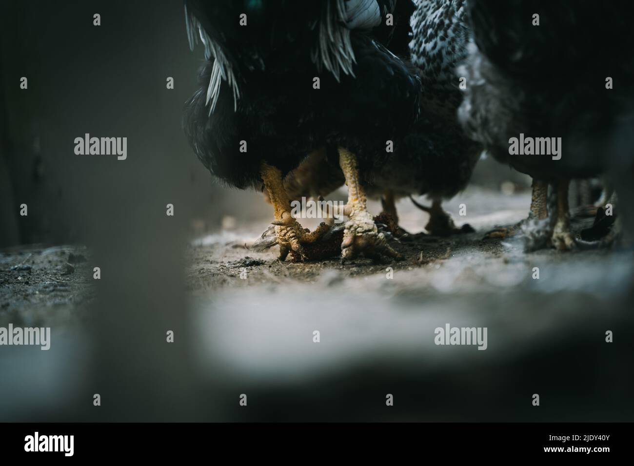 Chicken legs of a rooster close-up, back view Stock Photo - Alamy