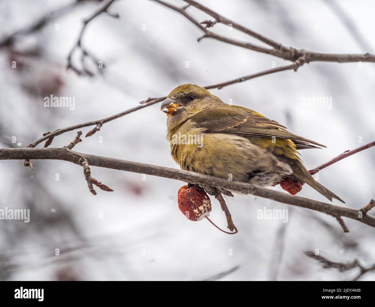 Red Crossbill female sitting on the tree branch and eats wild apple ...