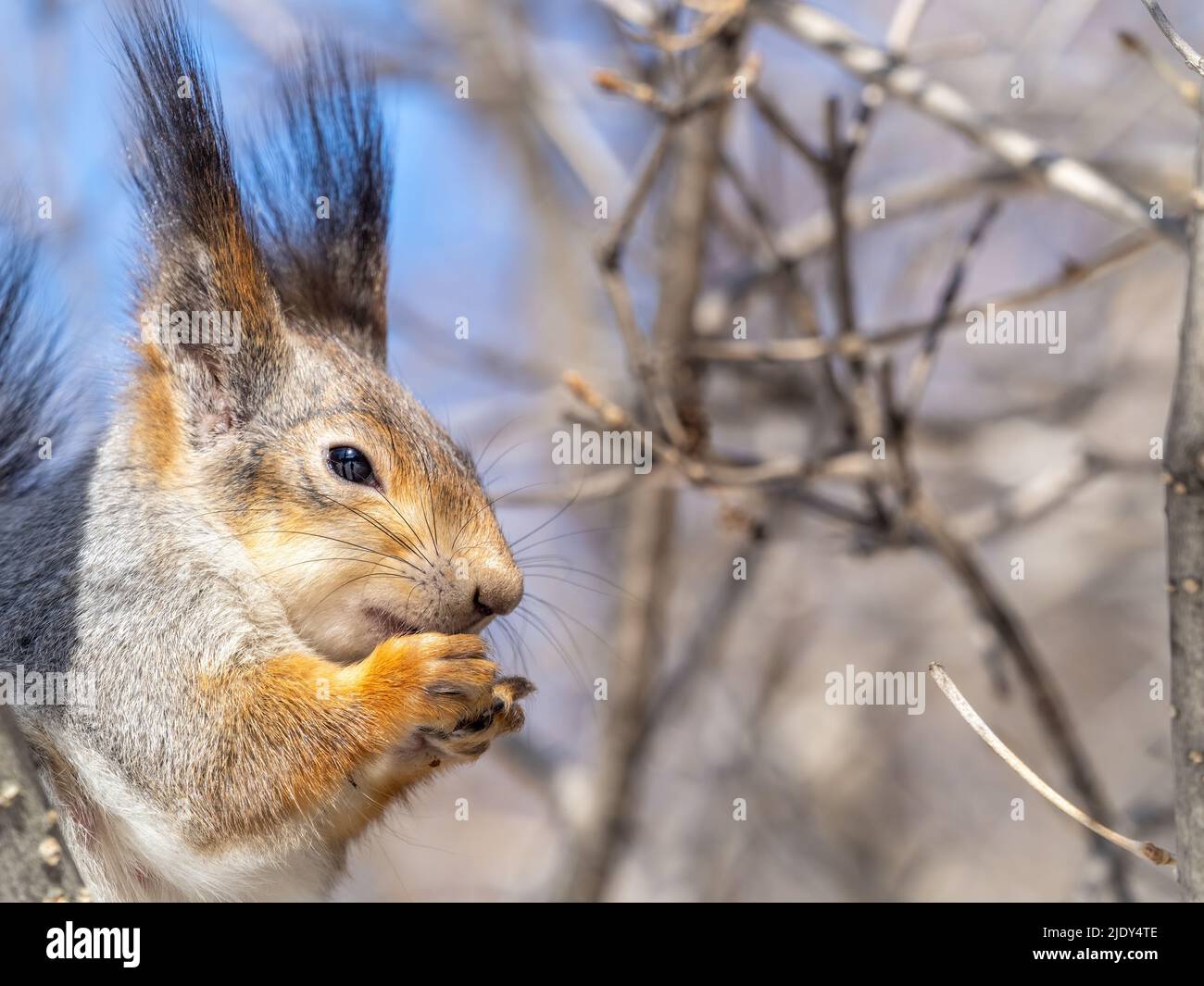 The squirrel with nut sits on tree in the winter or late autumn ...