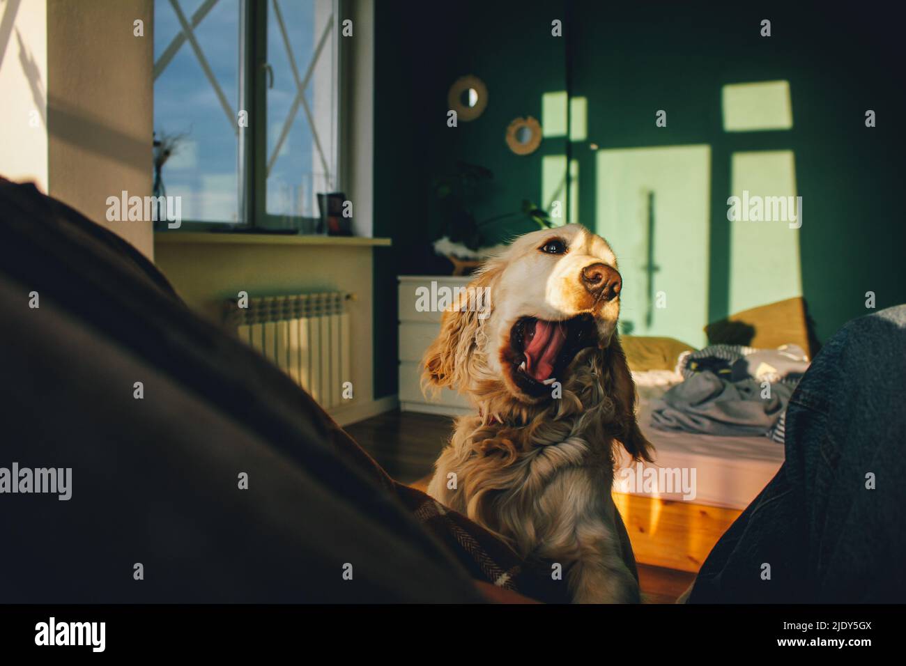 Pale English Cocker Spaniel puppy opening her big mouth like yawning ...