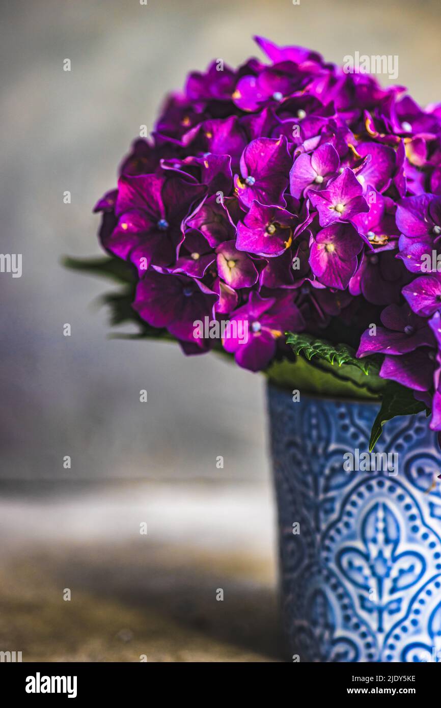 Fresh hydrangea flowers hi-res stock photography and images - Alamy