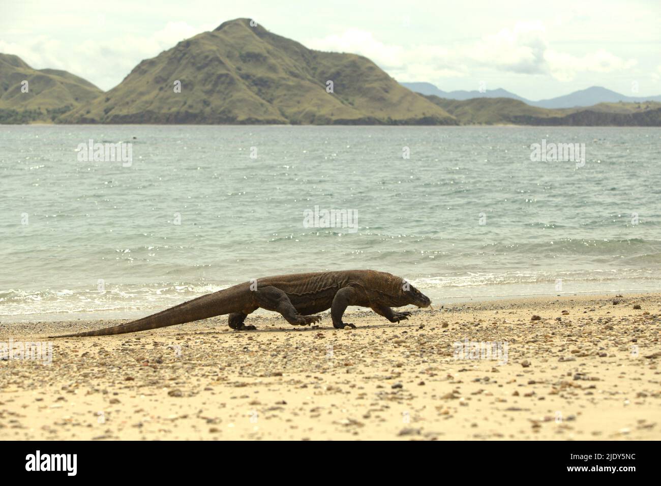 A komodo dragon (Varanus komodoensis) walking on a beach in Komodo ...