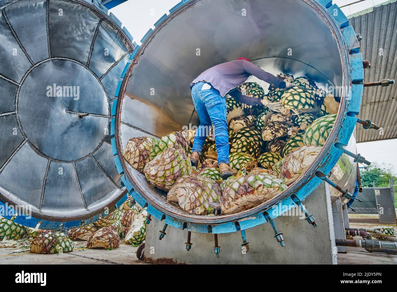 Man piling agave in oven ready to steam it Stock Photo - Alamy