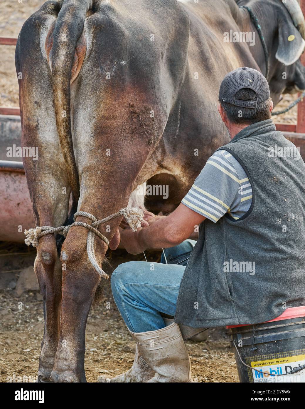 Person milking a cow by hand hi-res stock photography and images - Alamy