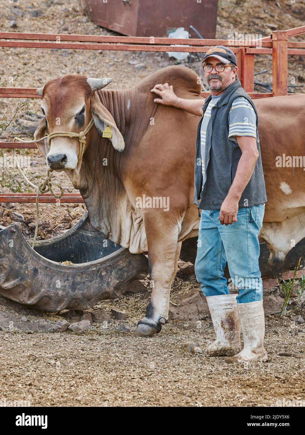 Farmer man posing with a bull flipping on camera rural life Stock Photo ...