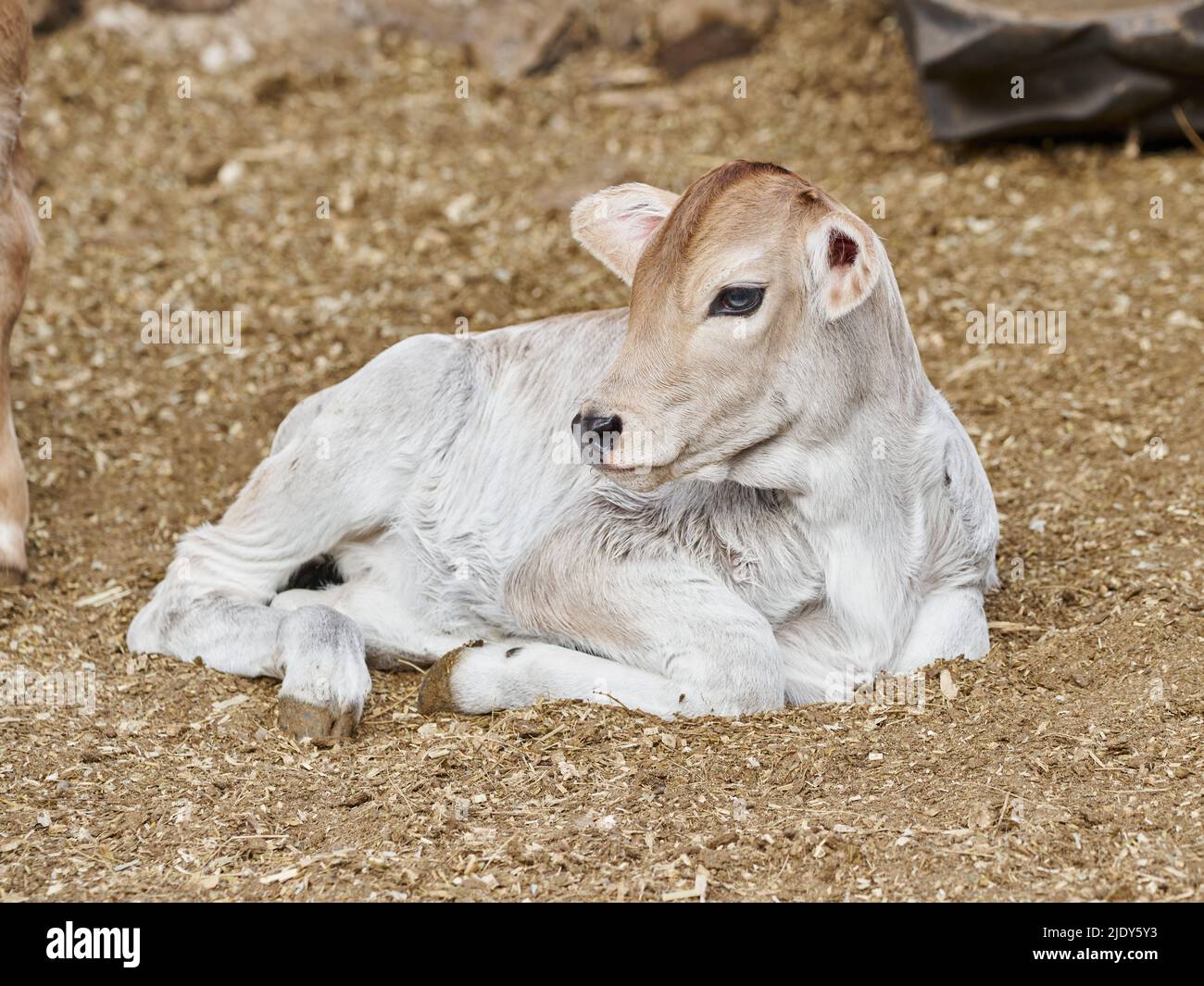 Adorable calf in the meadow resting concept of rural farm life Stock ...
